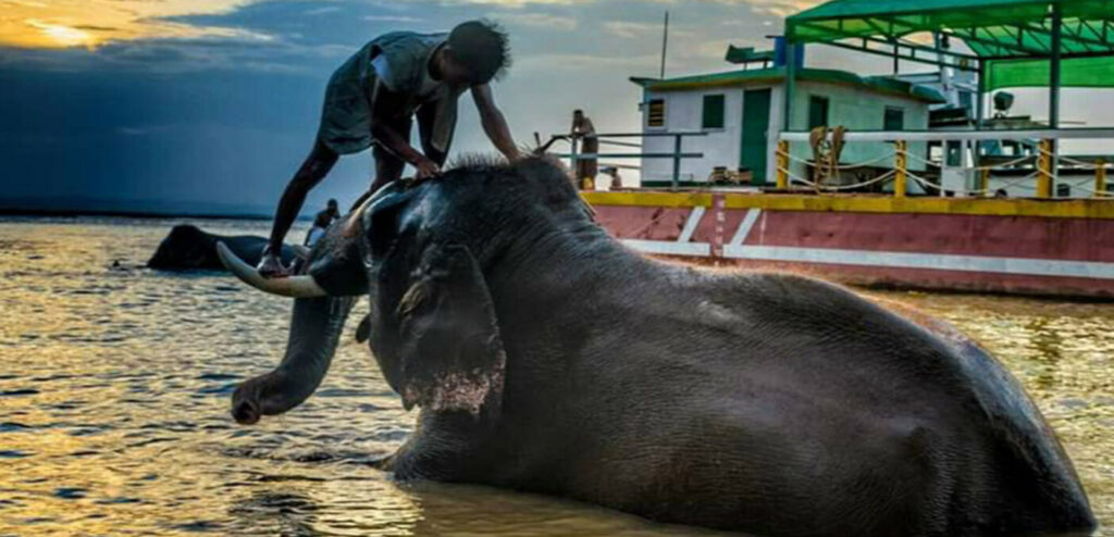 Why You Should Visit the Elephant Camp in Bagan - Exotic Myanmar ...